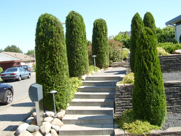 Formklip af thujaer - DinHavemand